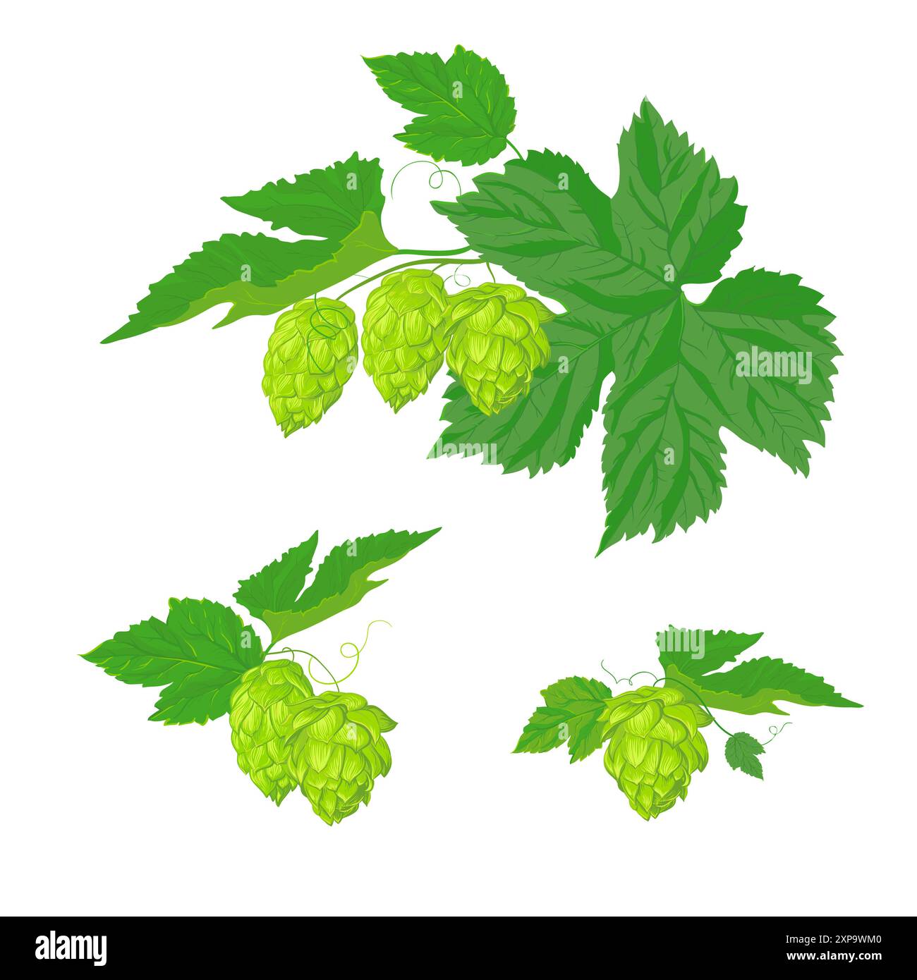 A set of compositions of leaves and fruits of hops. Fresh ingredient ...