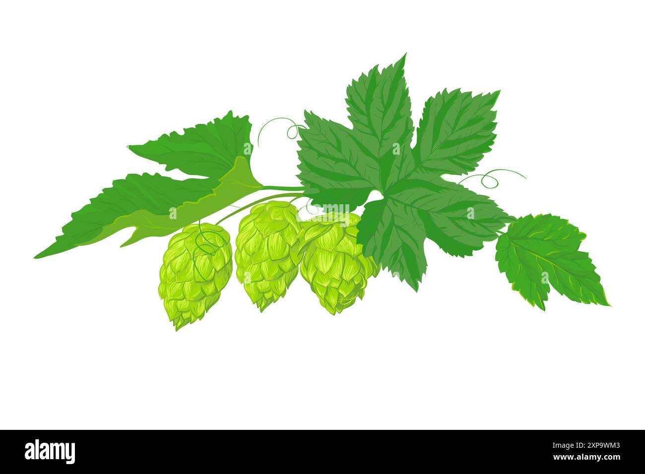 A compositions of leaves and fruits of hops. Fresh ingredient for the ...