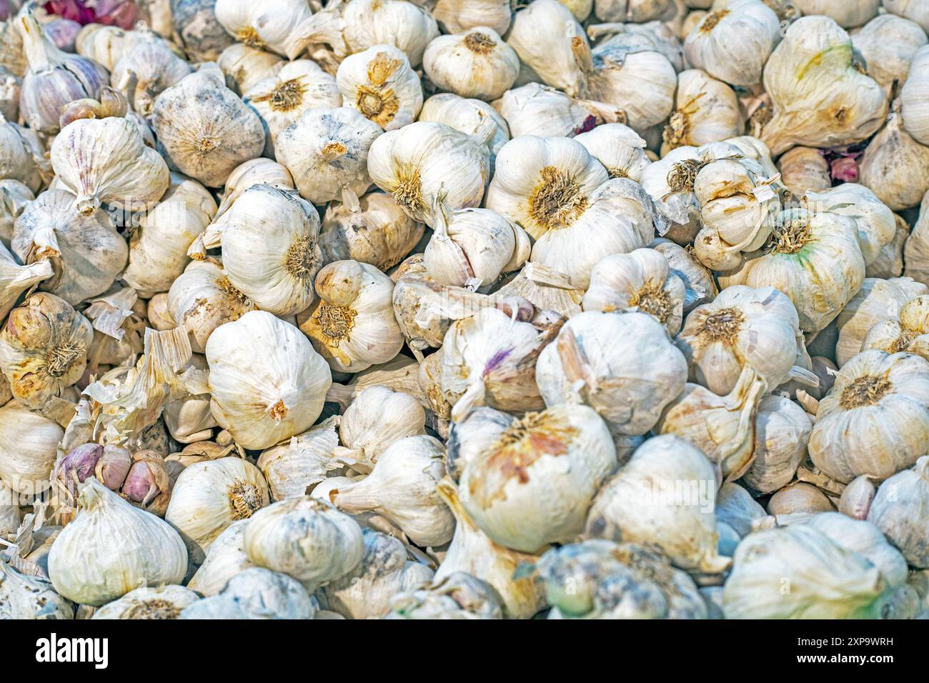 ripe white farm garlic in a container in a supermarket. Protection from ...