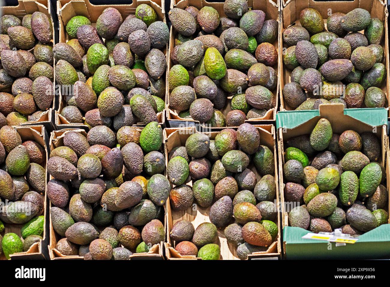 ripe avocados in cardboard containers in a supermarket. Top view Stock ...