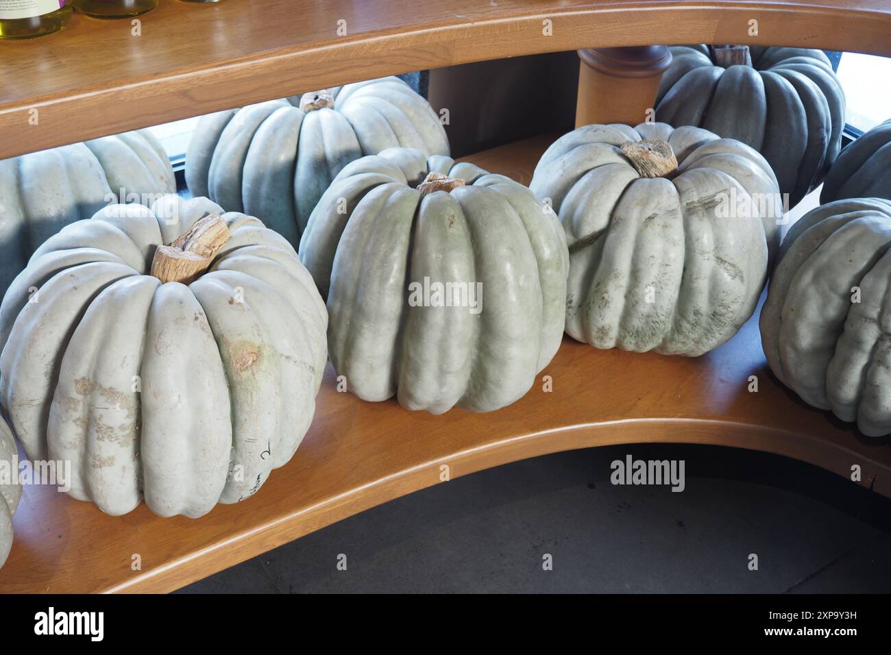 A Collection of Unique Varieties of Blue Pumpkins Beautifully Displayed ...