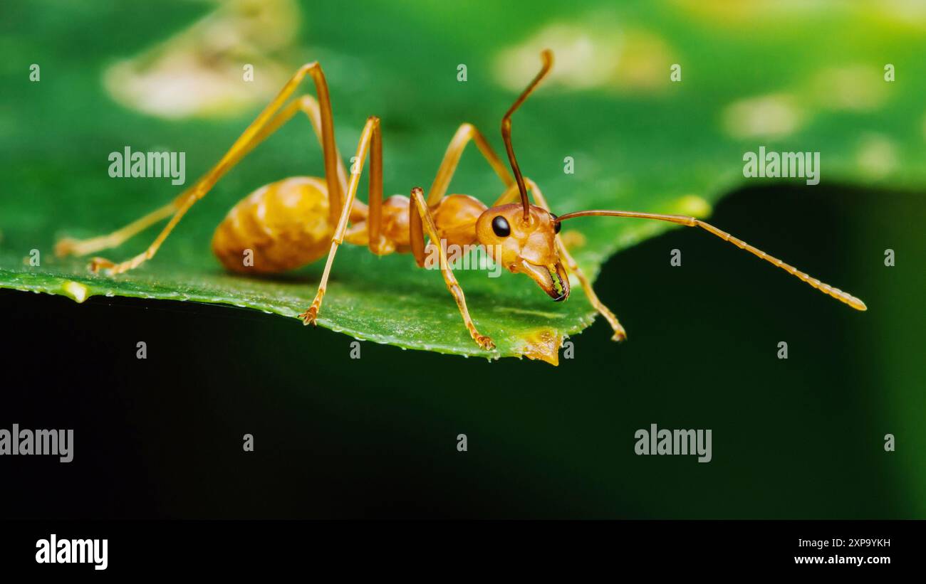 A red ant standing on leaf and nature background Stock Photo - Alamy
