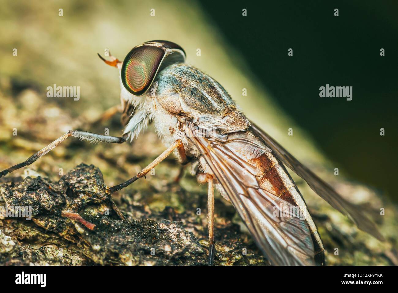 Macro photograph of a horse-fly insect standing on a tree trunk ...