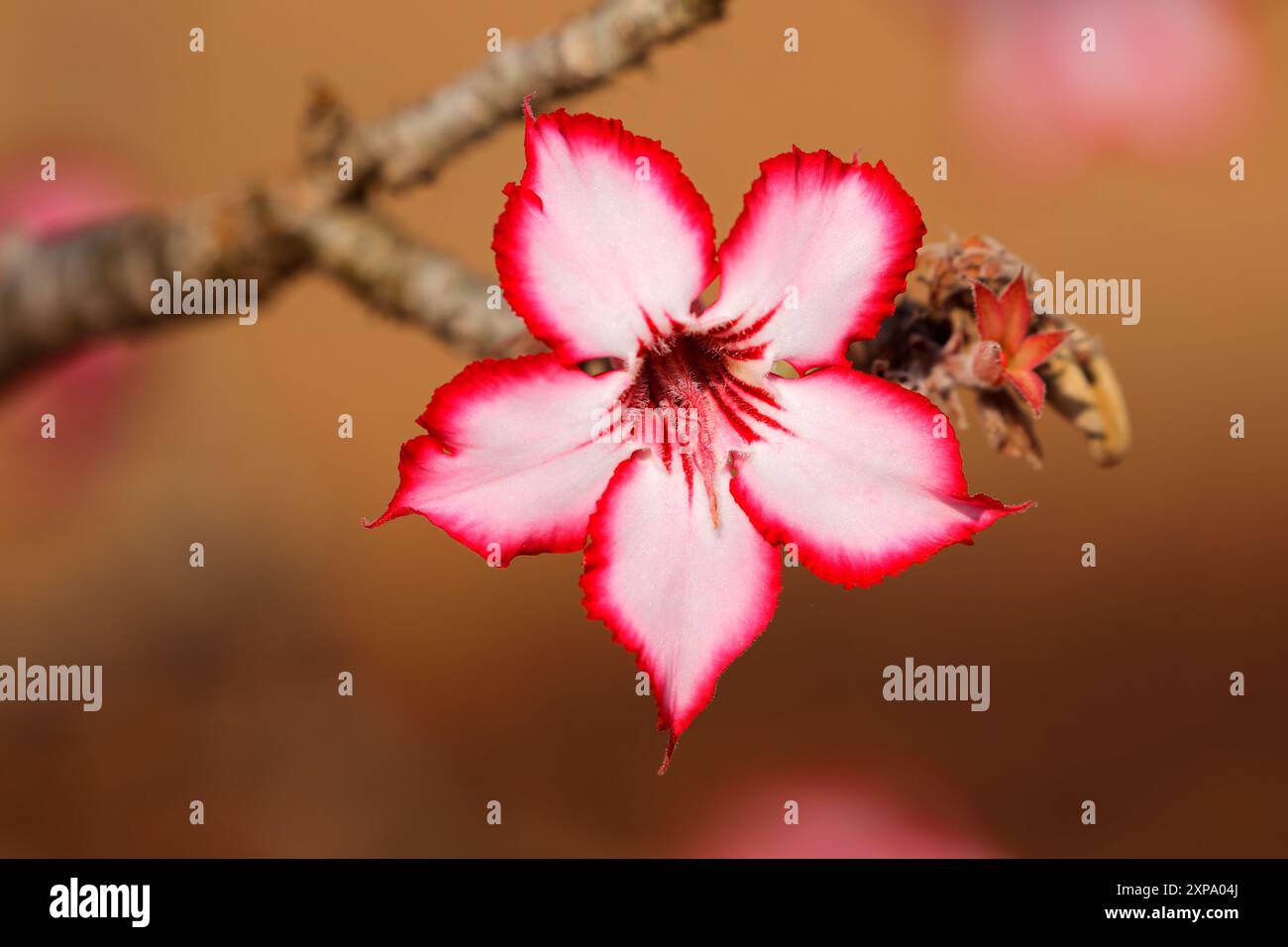 Colorful flower of an impala lily (Adenium multiflorum) - Kruger ...