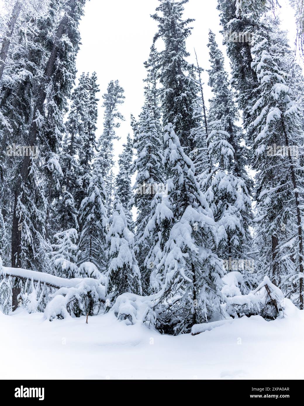 Stunning white covered boreal forest with spruce, pine trees in winter with snowy snow cover ...