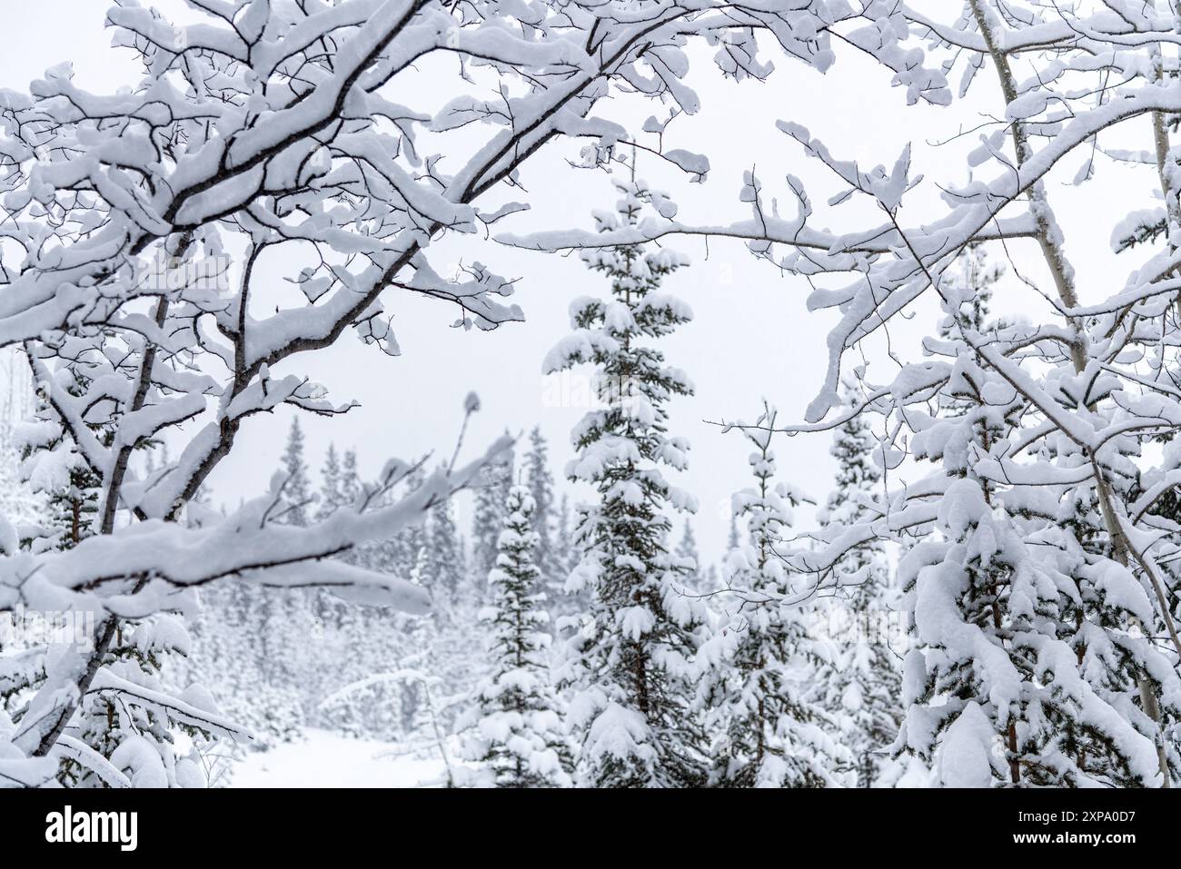 Stunning white wonderland covered boreal forest with spruce, pine trees in winter with snowy ...