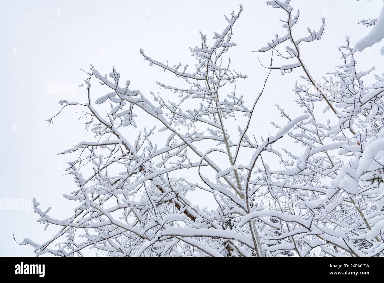 Stunning white wonderland covered boreal forest with spruce, pine trees in winter with snowy ...