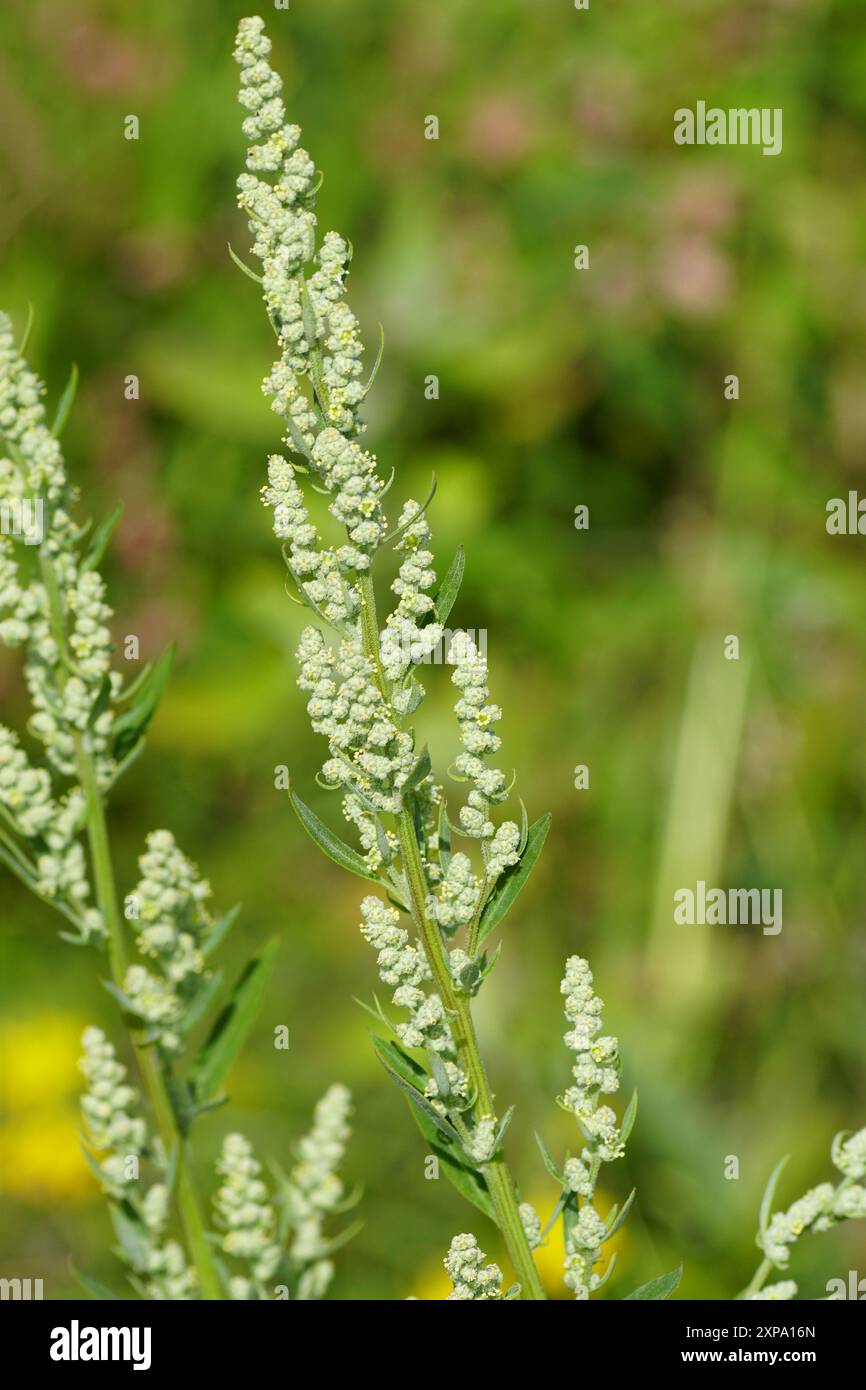 Flowering Chenopodium album (lamb's quarters, melde, goosefoot, wild ...