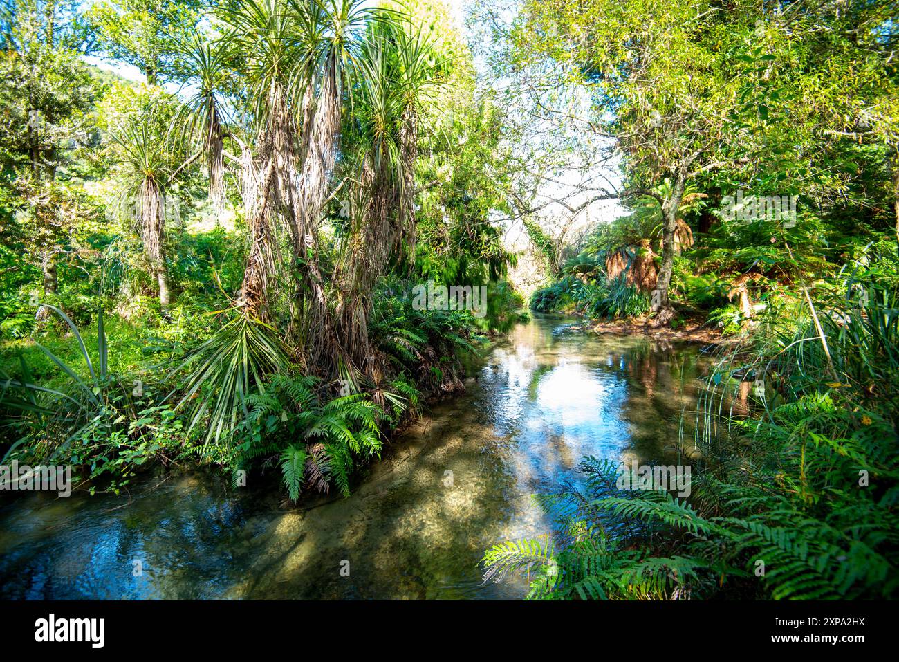 Stream in Buried Village of Te Wairoa - New Zealand Stock Photo - Alamy