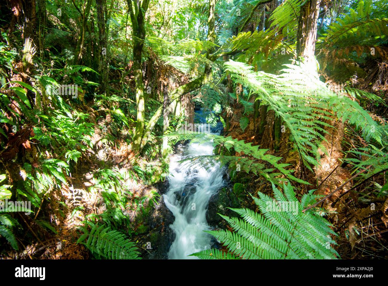 Stream in Buried Village of Te Wairoa - New Zealand Stock Photo - Alamy