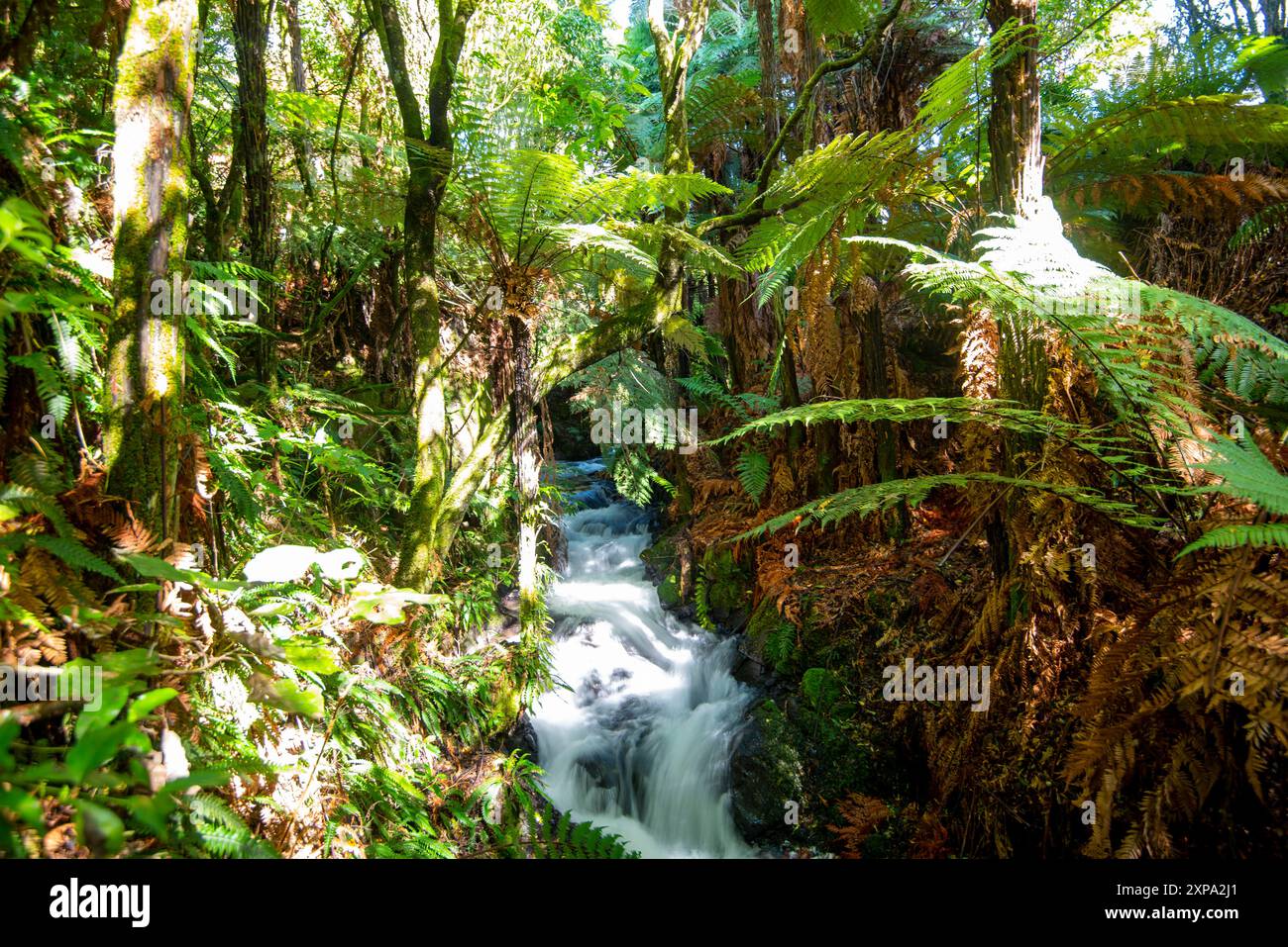 Stream in Buried Village of Te Wairoa - New Zealand Stock Photo - Alamy