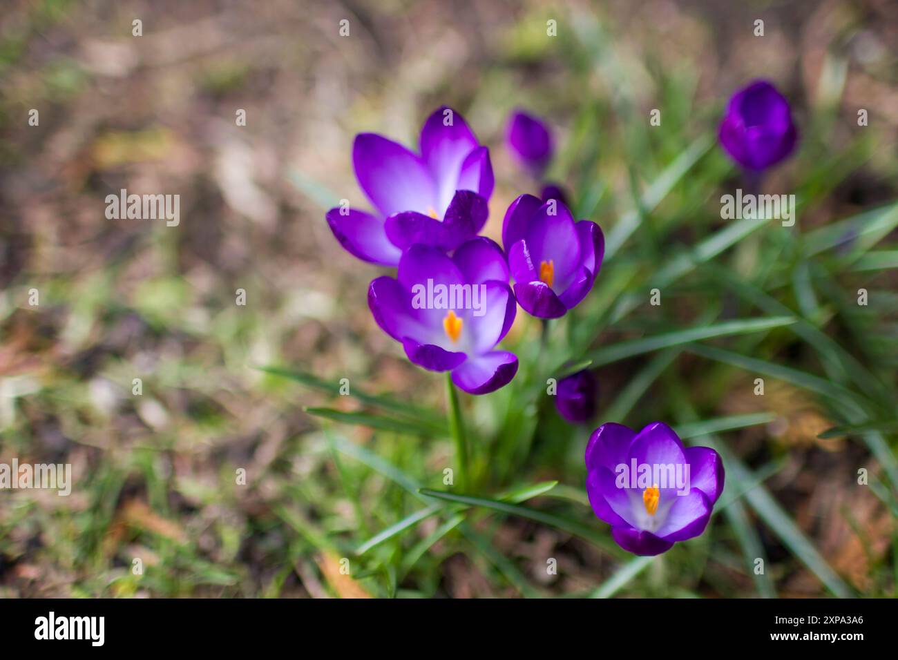 crocus flowers - one of spring flowers Stock Photo - Alamy