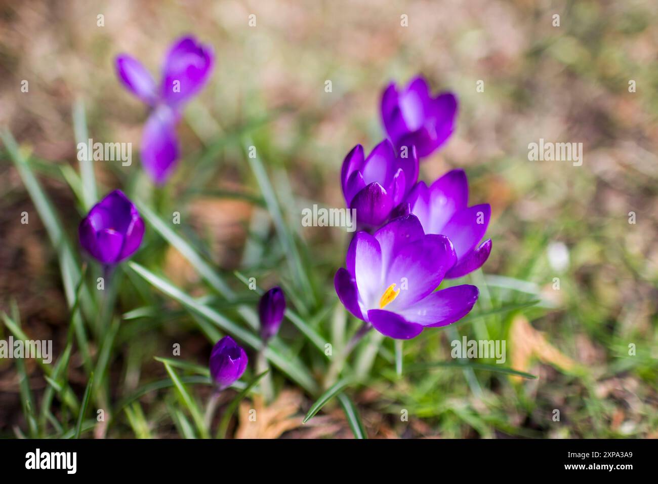 crocus flowers - one of spring flowers Stock Photo - Alamy