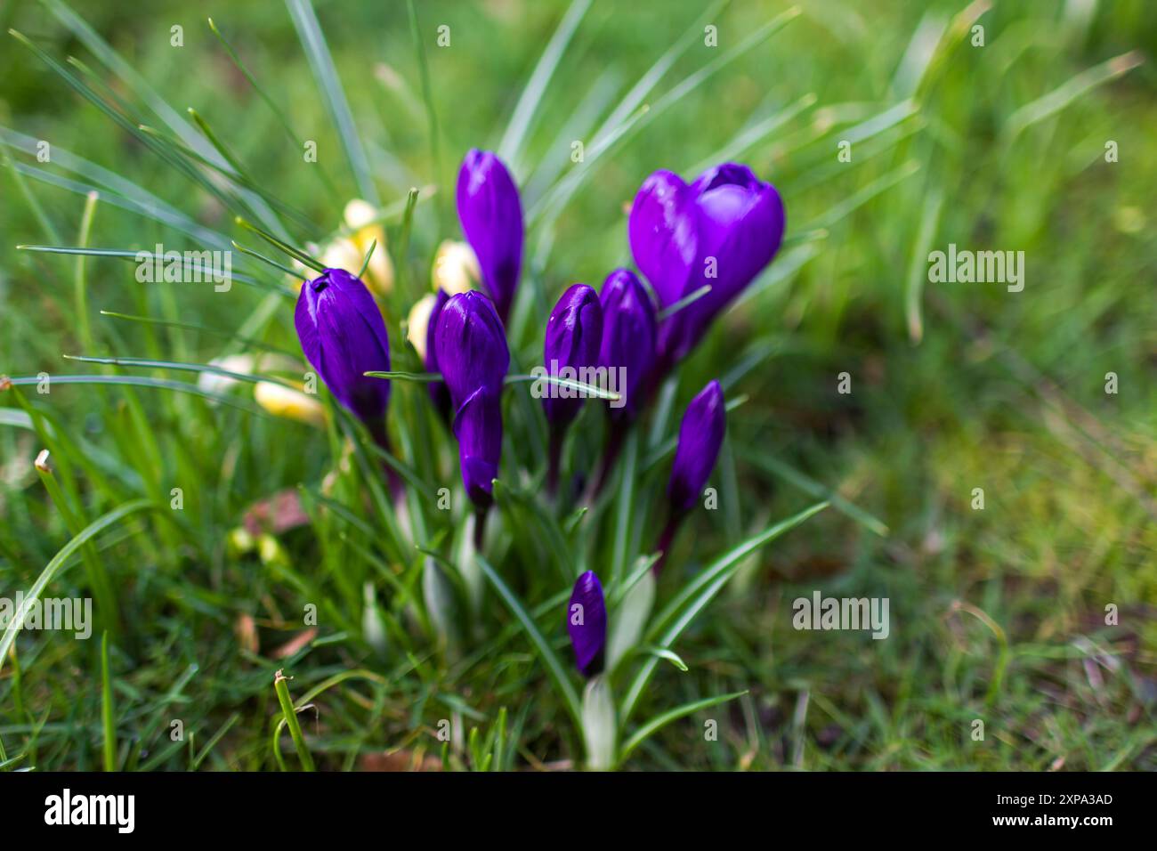 crocus flowers - one of spring flowers Stock Photo - Alamy