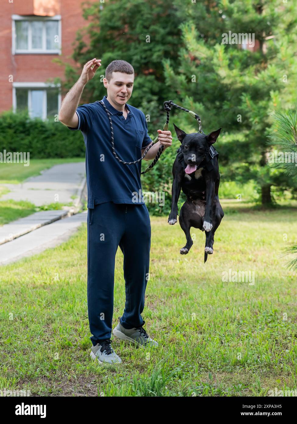 A Caucasian man trains his pit bull terrier dog to jump. Vertical photo ...