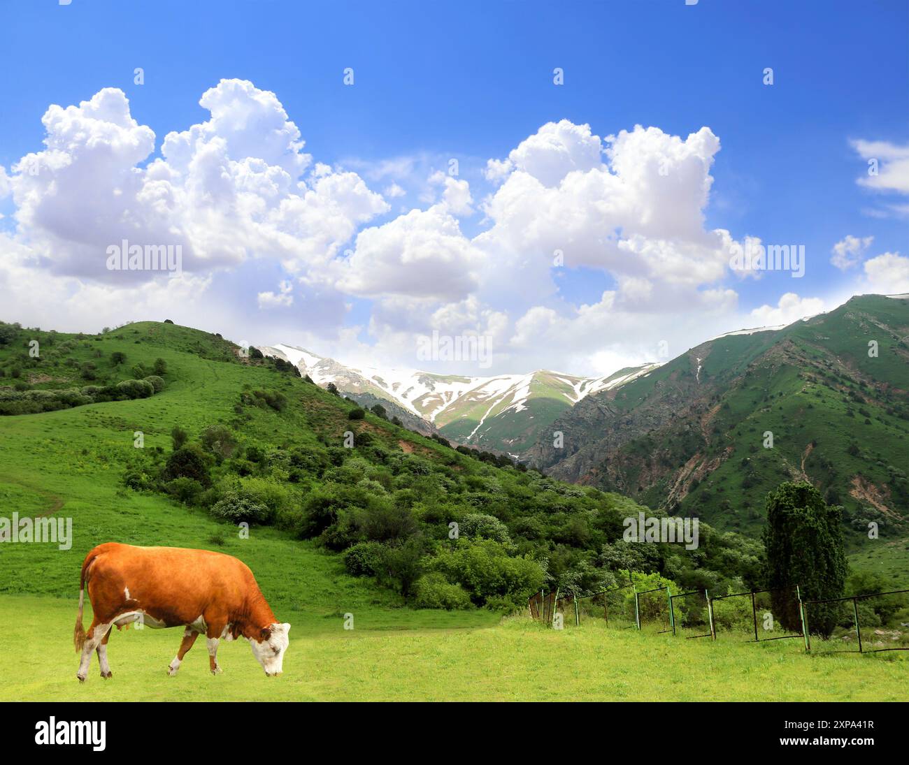 Cow grazing in a mountain meadow in Chimgan mountains, Tashkent region ...