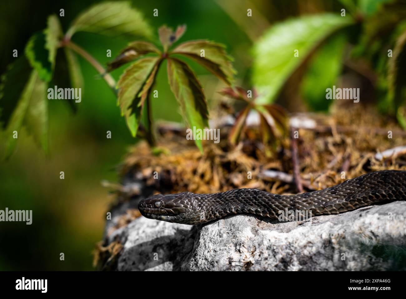 Dice snake natrix tessellata in hi-res stock photography and images - Alamy