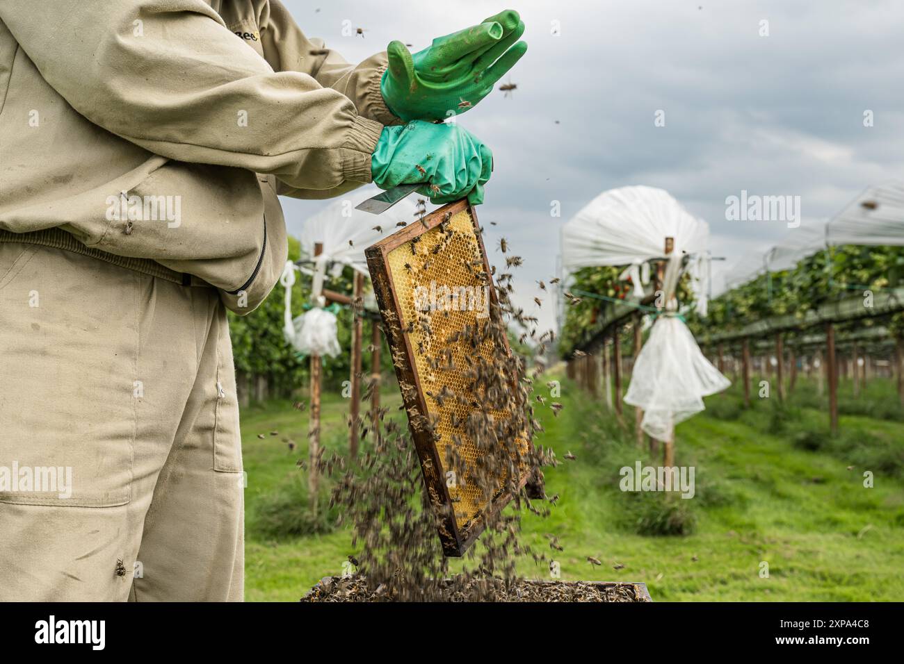 Zwarte bijen hi-res stock photography and images - Alamy
