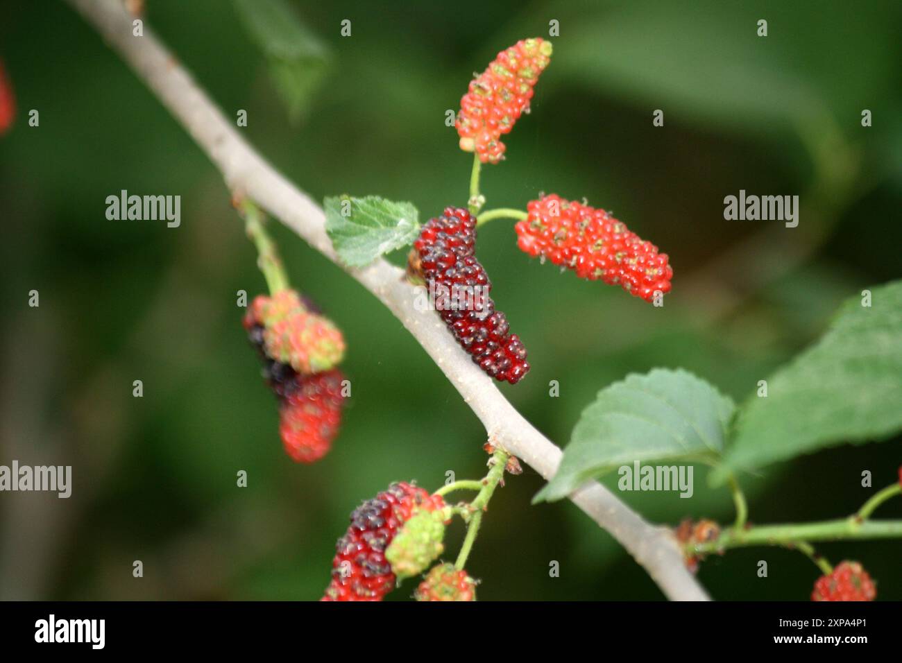 Common mulberry (Morus alba) fruits (berries) on a tree : (pix Sanjiv ...