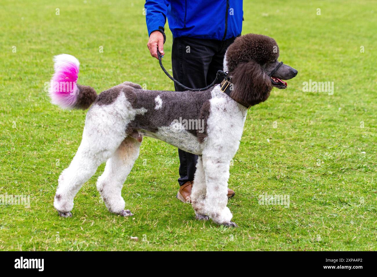 American Parti Poodles, Crossbred Designer Dogs descended from French ...