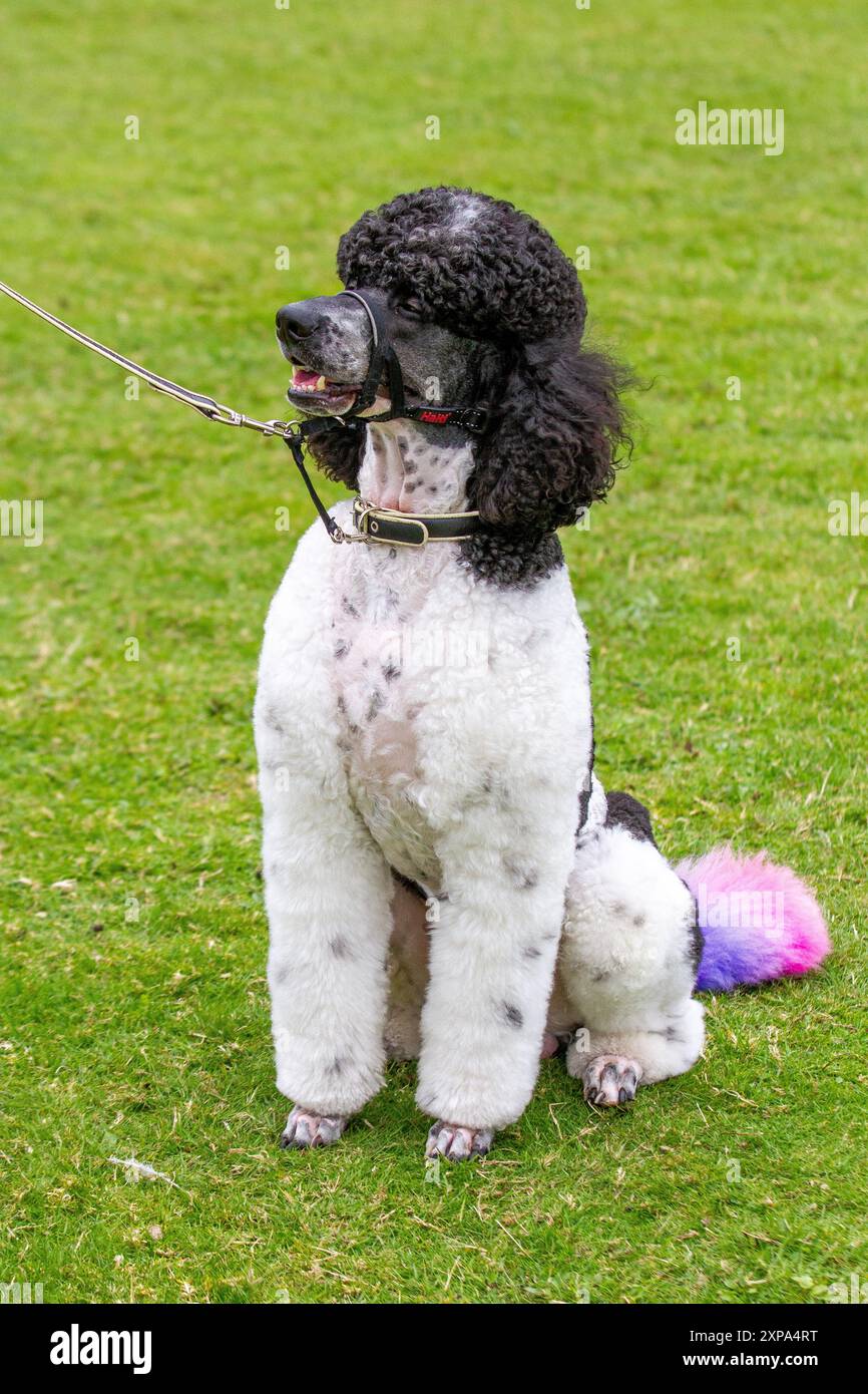 American Parti Poodles, Crossbred Designer Dogs descended from French ...