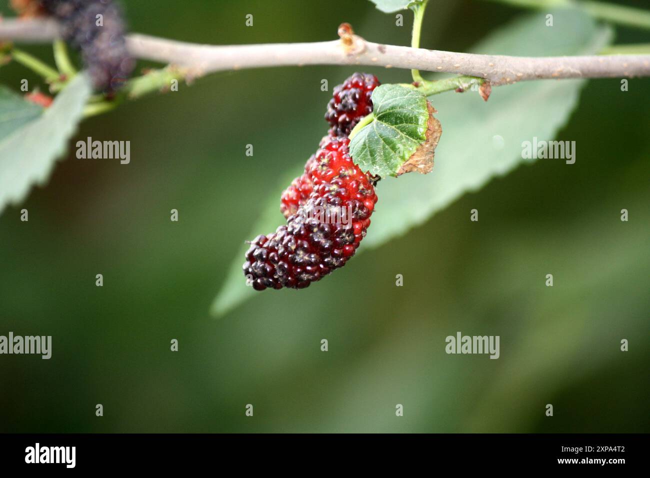 Common mulberry (Morus alba) fruits (berries) on a tree : (pix Sanjiv ...