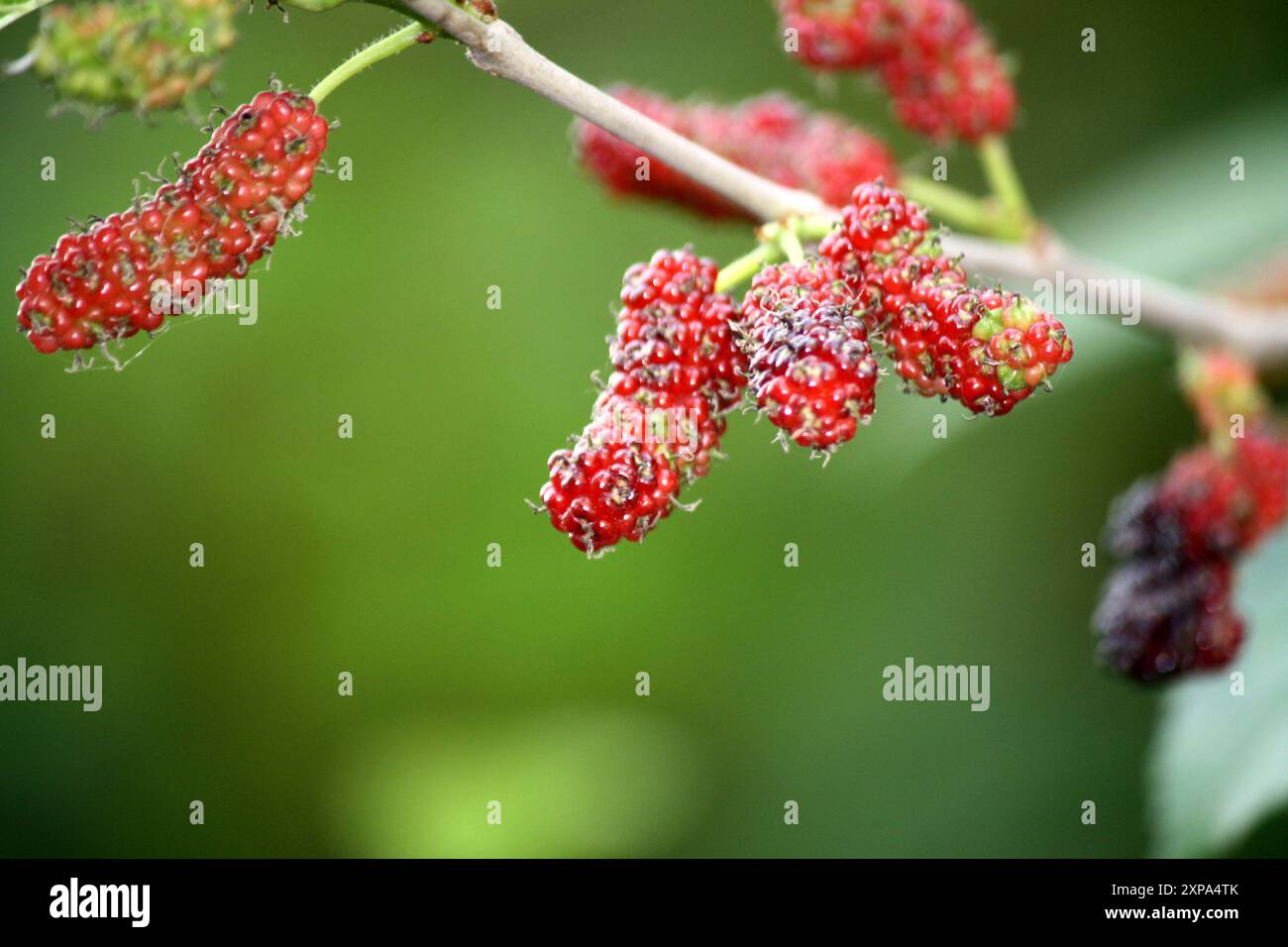 Common mulberry (Morus alba) fruits (berries) on a tree : (pix Sanjiv ...