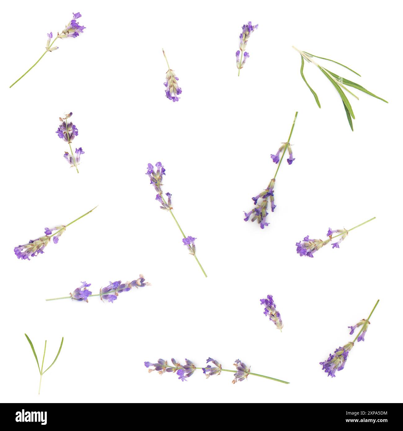 Seamless lavender sprigs pattern hi-res stock photography and images ...