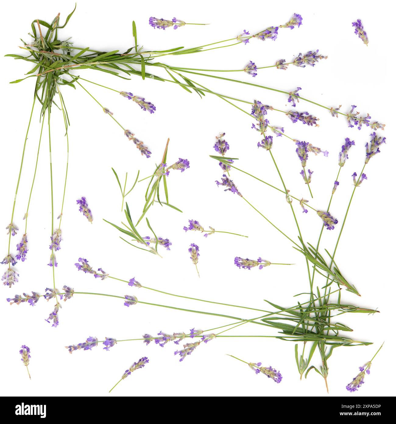 Seamless pattern elegant Cut Out Stock Images & Pictures - Alamy