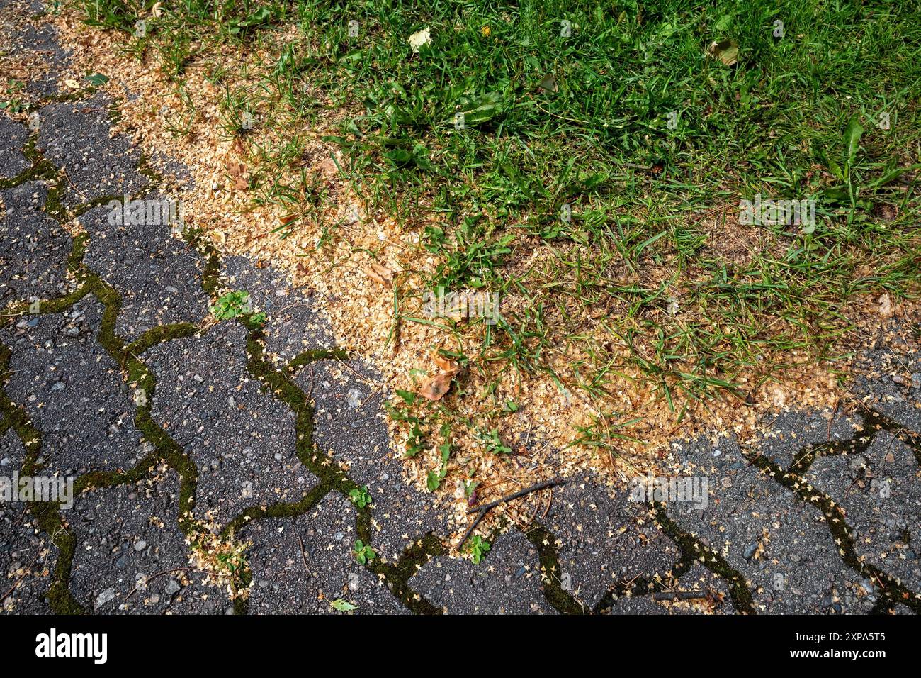 Birch seeds hi-res stock photography and images - Alamy