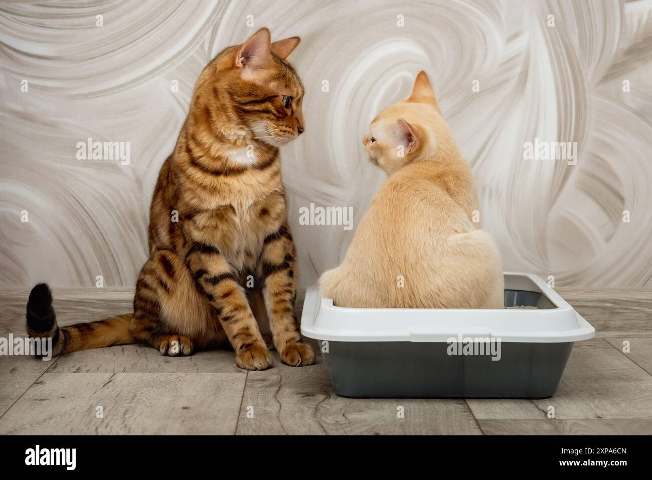 Adult cat teaches kitten to use litter box. Kitten in litter box Stock ...
