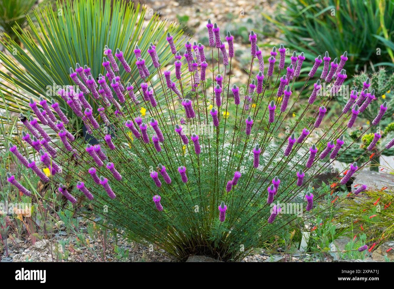 Purple prairie clover Dalea purpurea Stock Photo - Alamy