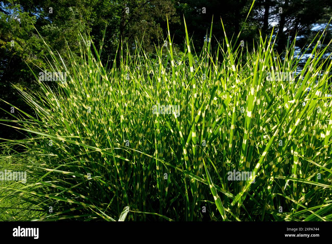 Chinese silver grass Miscanthus sinensis "Strictus" Maiden Grass ...