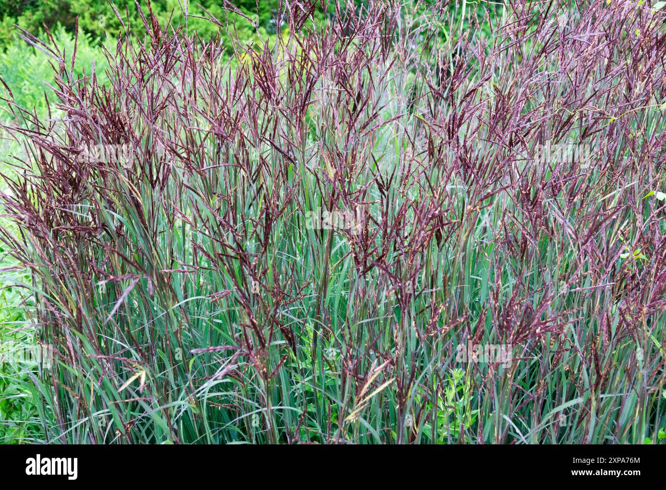 Bluestem hi-res stock photography and images - Alamy