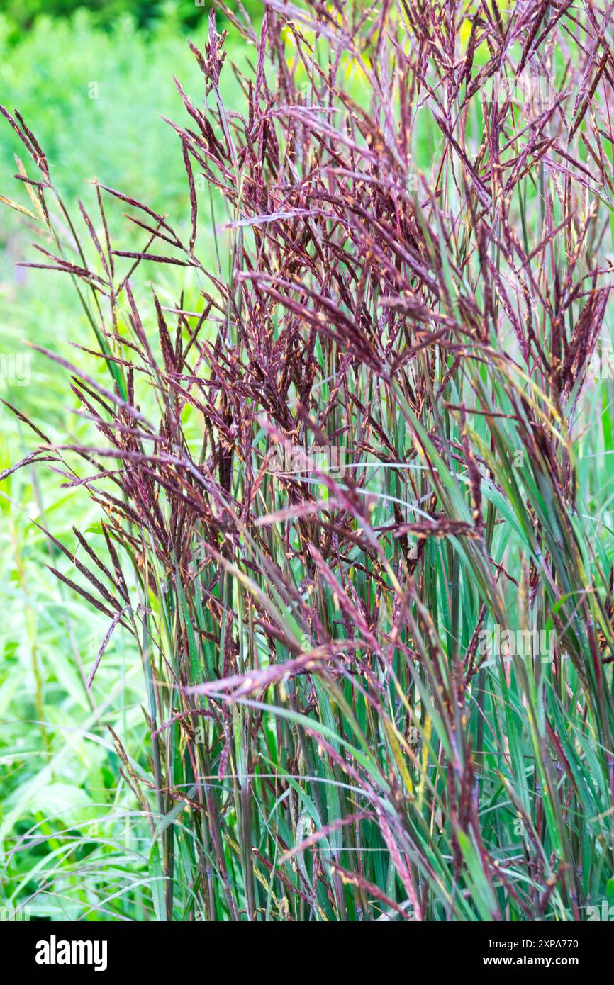 Bluestem hi-res stock photography and images - Alamy