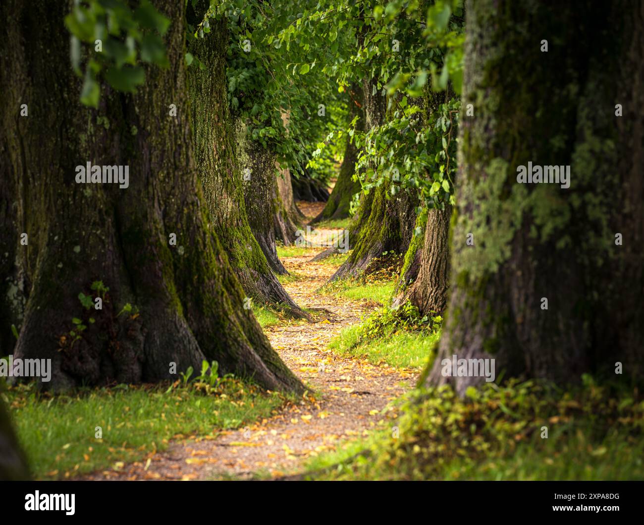 A tranquil path lies in the center of a lush forest, encircled by tall ...