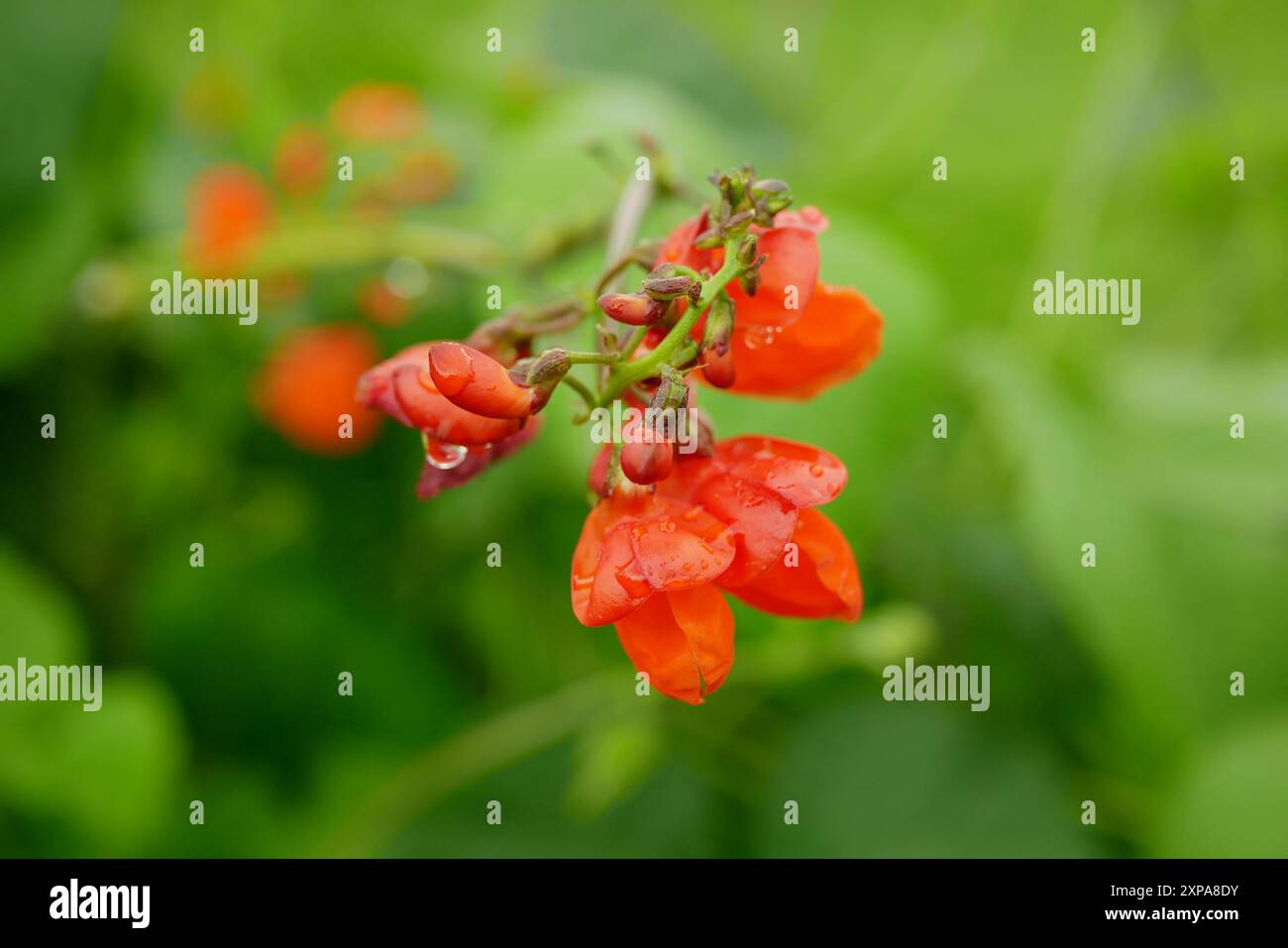 Bean common Phaseolus vulgaris field blooms red creeper close-up ...