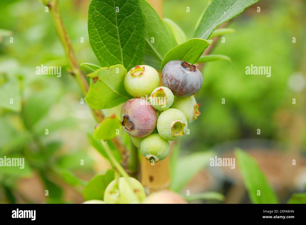 Vaccinium corymbosum blueberry northern highbush close-up North ...