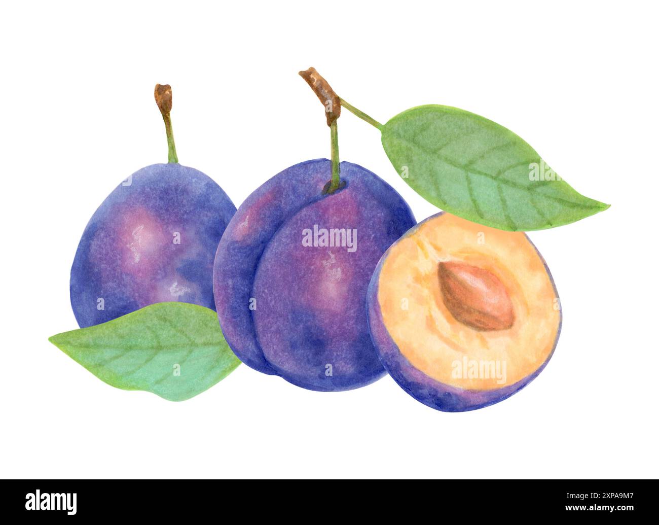 Composition of whole plum and half with leaf. Purple berry. Watercolor ...