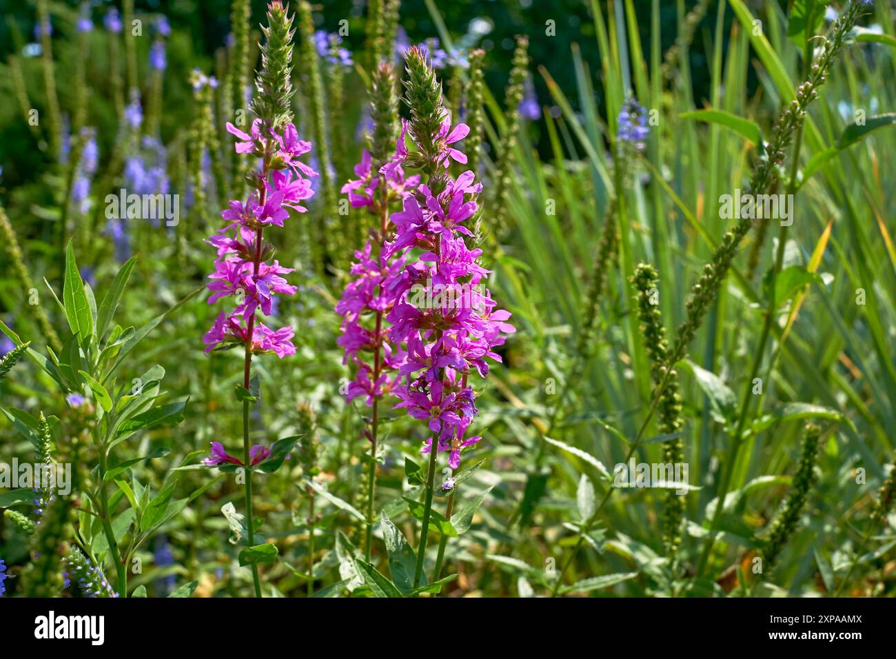 Seed bearing part of a plant hi-res stock photography and images - Alamy