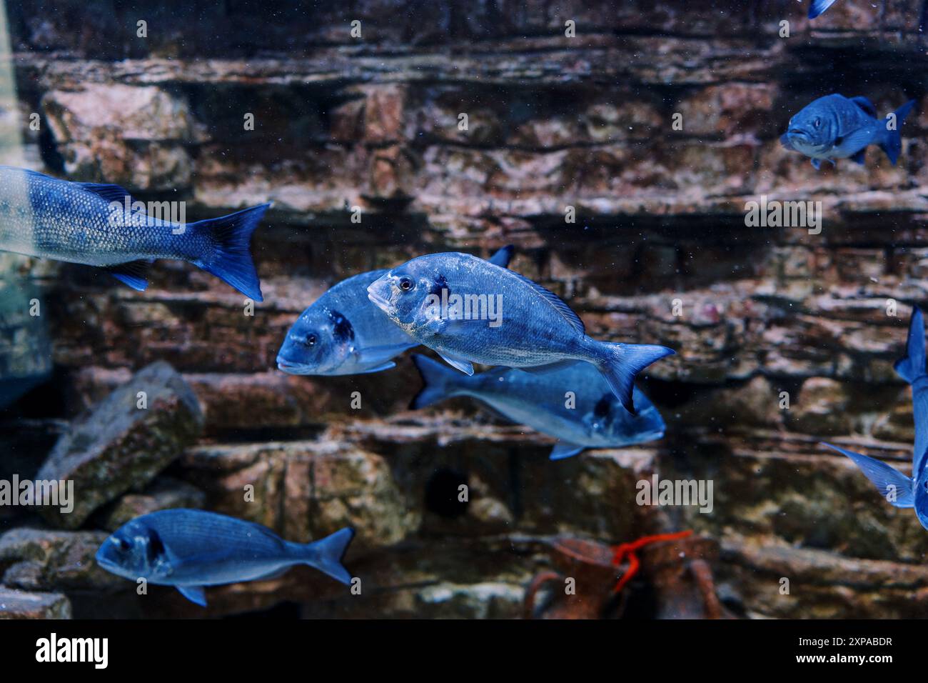 Silver fish in blue lighting swim in an aquarium near a stone wall ...