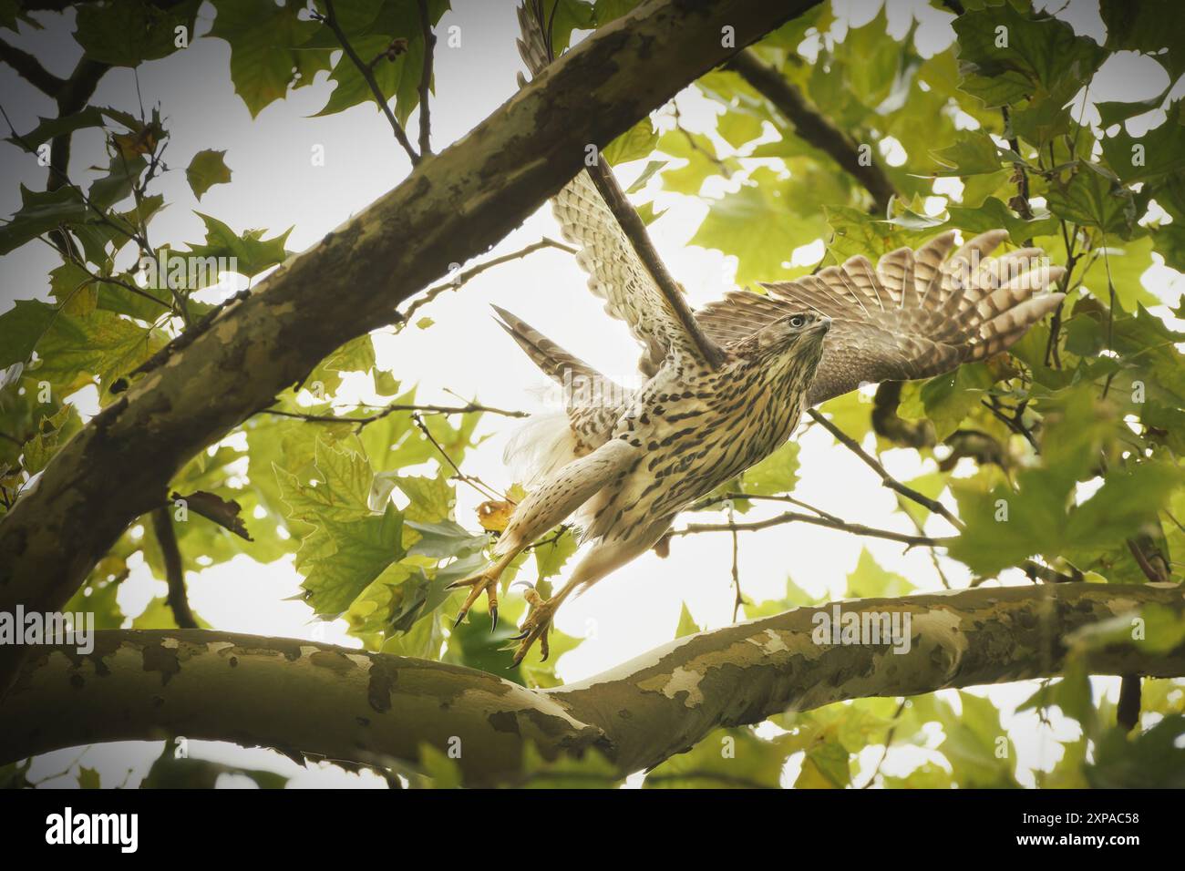 Accipiter gentilis a young hawk takes off from the branch of a plane ...