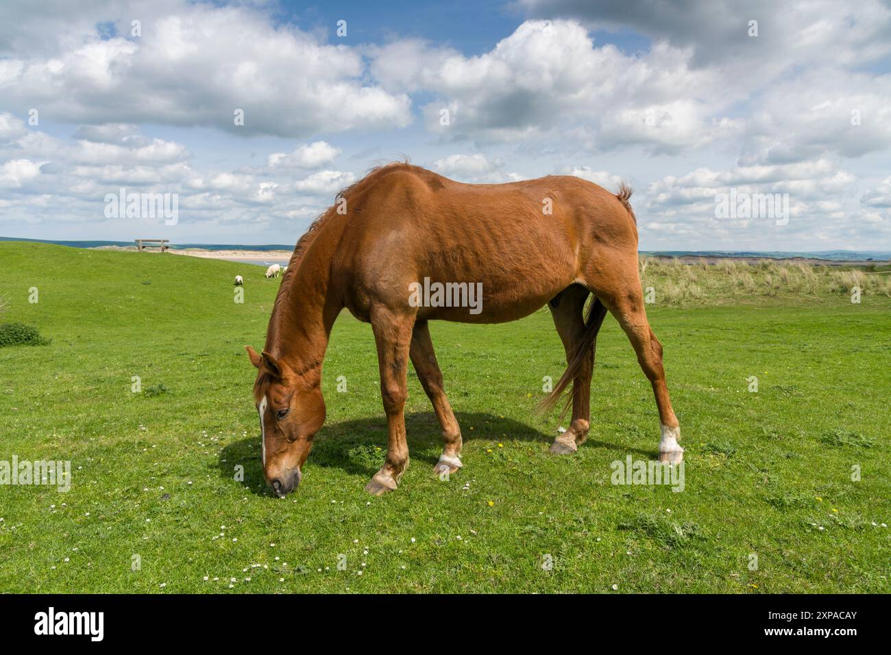 A pony in the Northam Burrows Country Park on North Devon Coast ...