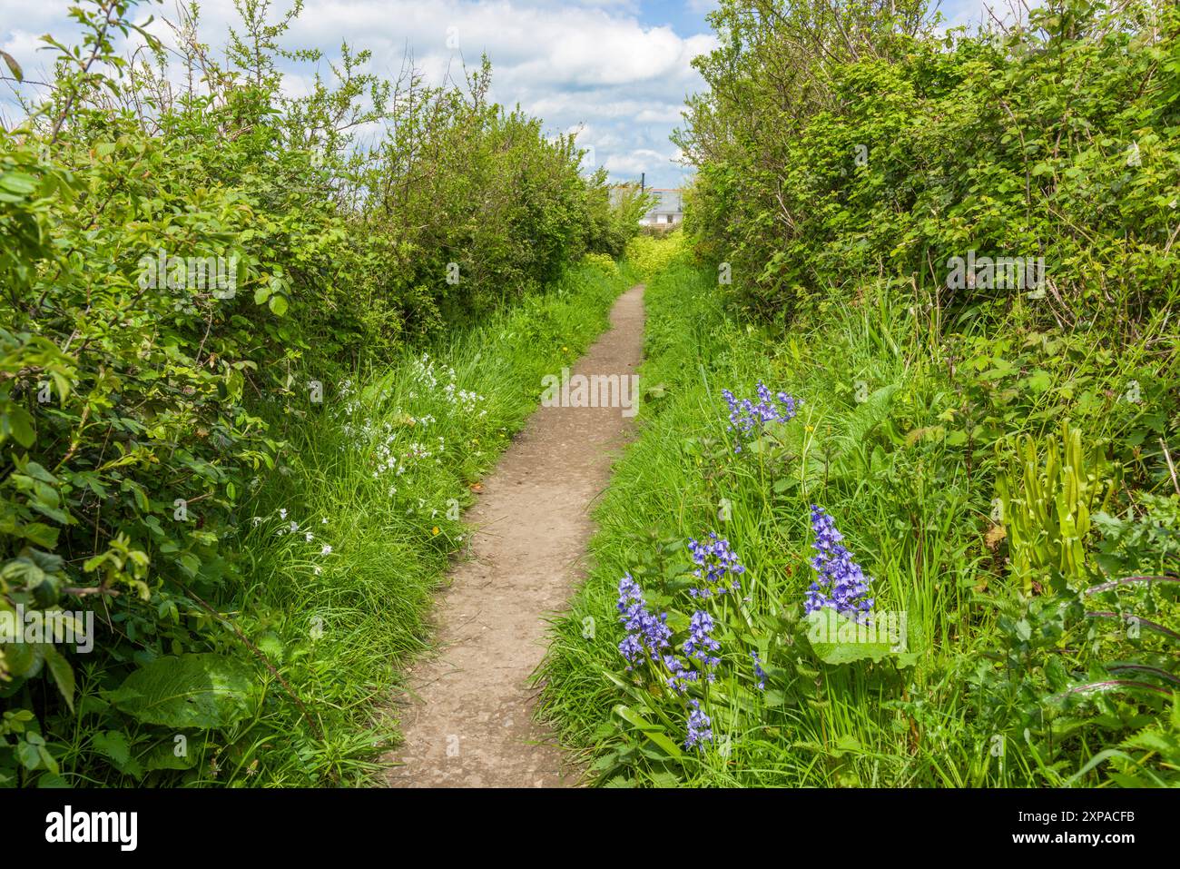 The South West Coast Path between Northam Burrows Country Park and ...