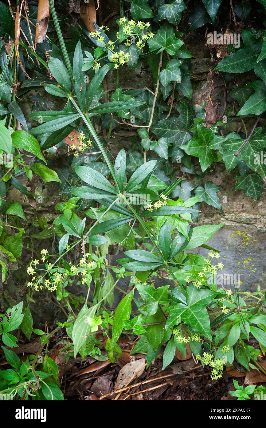 Maddeer hi-res stock photography and images - Alamy