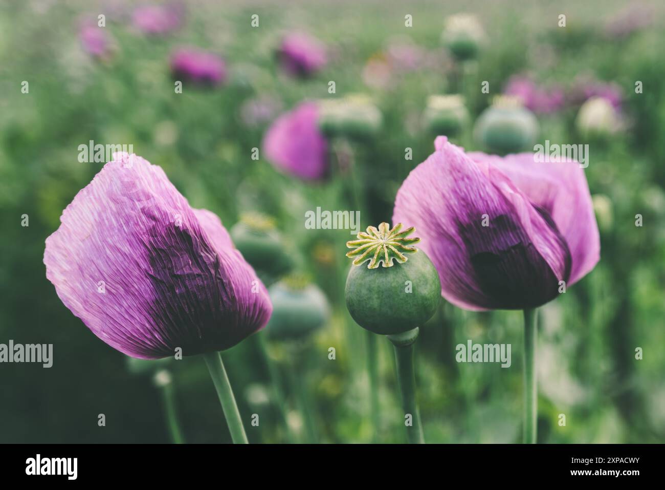 Papaver somniferum plantation, Opium poppy flowering crops in field ...