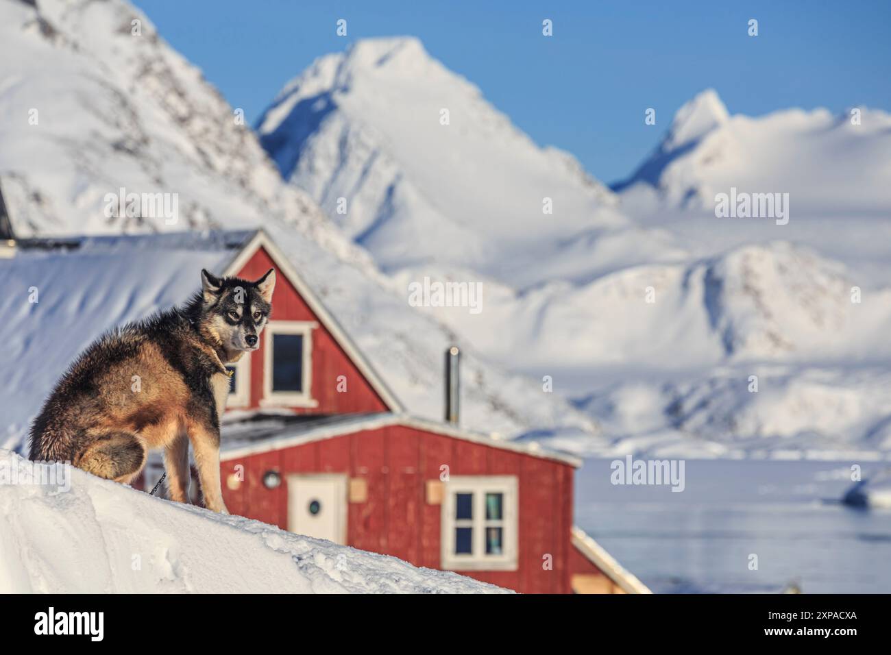 Greenlandic dog, husky, in front of house and mountains, winter ...
