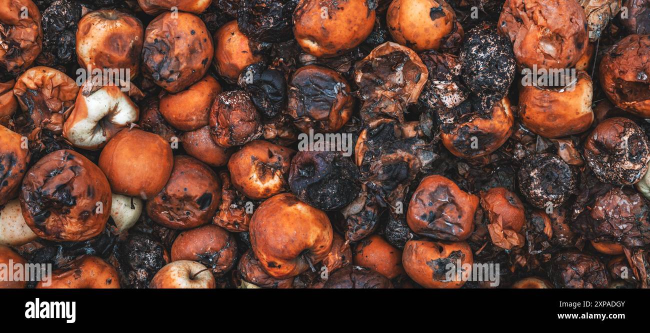 Pile of rotten overripe bad apples on orchard ground, top view Stock ...
