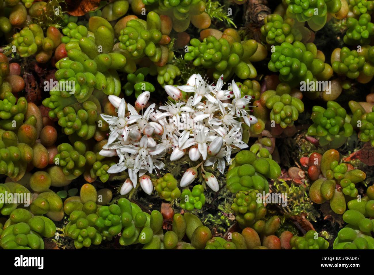 Plant of northern temperate regions of the world hi-res stock ...