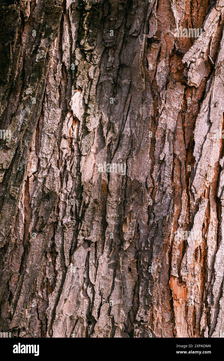 Honeylocust tree crust texture, close up vertical image Stock Photo - Alamy